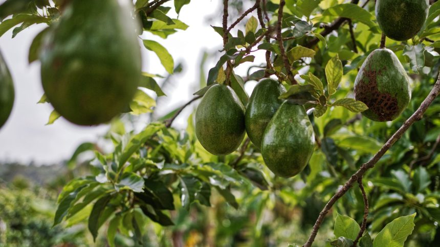 Mexico’s Avocado Industry Faces Environmental Challenges - BringzNews.com